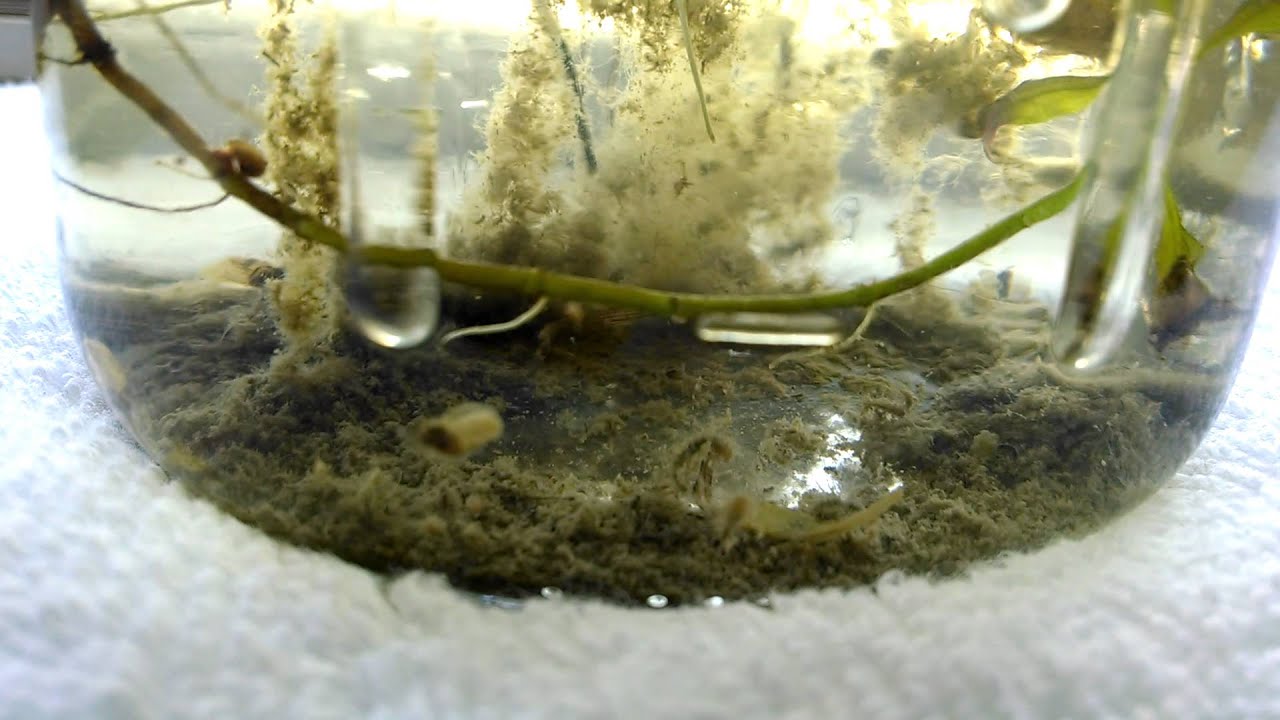 Maybe Scuds. Local pond water. - YouTube