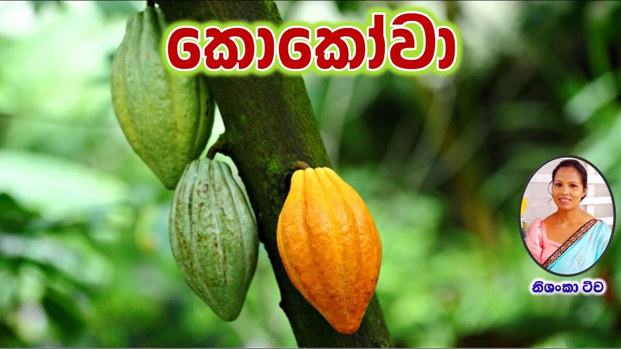 කොකෝවා ශාකය| Cocoa tree - YouTube