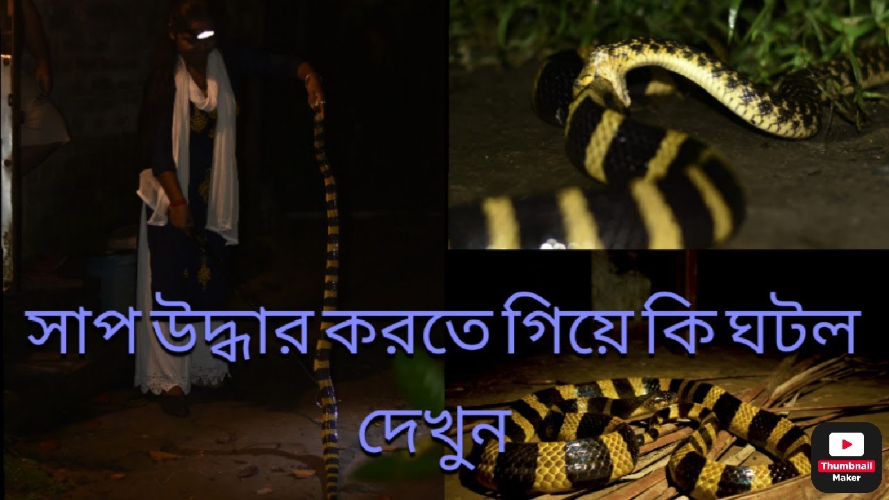 উদ্ধার করতে গিয়ে কি ঘটলো দেখুন||Banded krait||snake|| rescue|| শাঁখামুটি|| save|| snake - YouTube