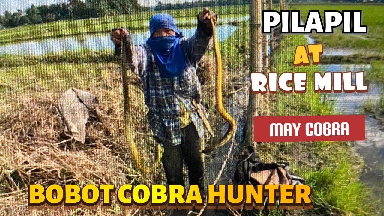 MAY ARI NANG RICE MILL, TUMAWAG PARA HULIHIN ANG COBRA, NA PAGALA GALA ...