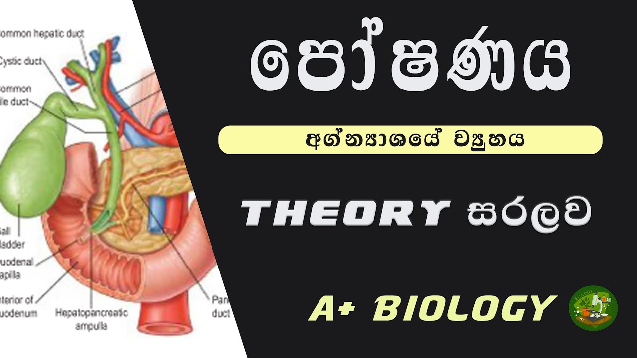 මානව අග්න්‍යාශයේ ව්‍යුහය | Structure of human pancreas in sinhala | # ...