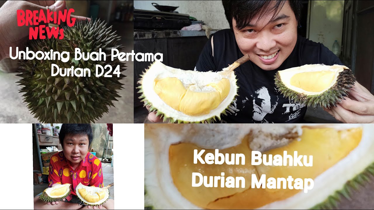 Unboxing Buah Pertama Durian Masmuar/D168/DIOI pada tanggal 19 Mei 2021 - YouTube