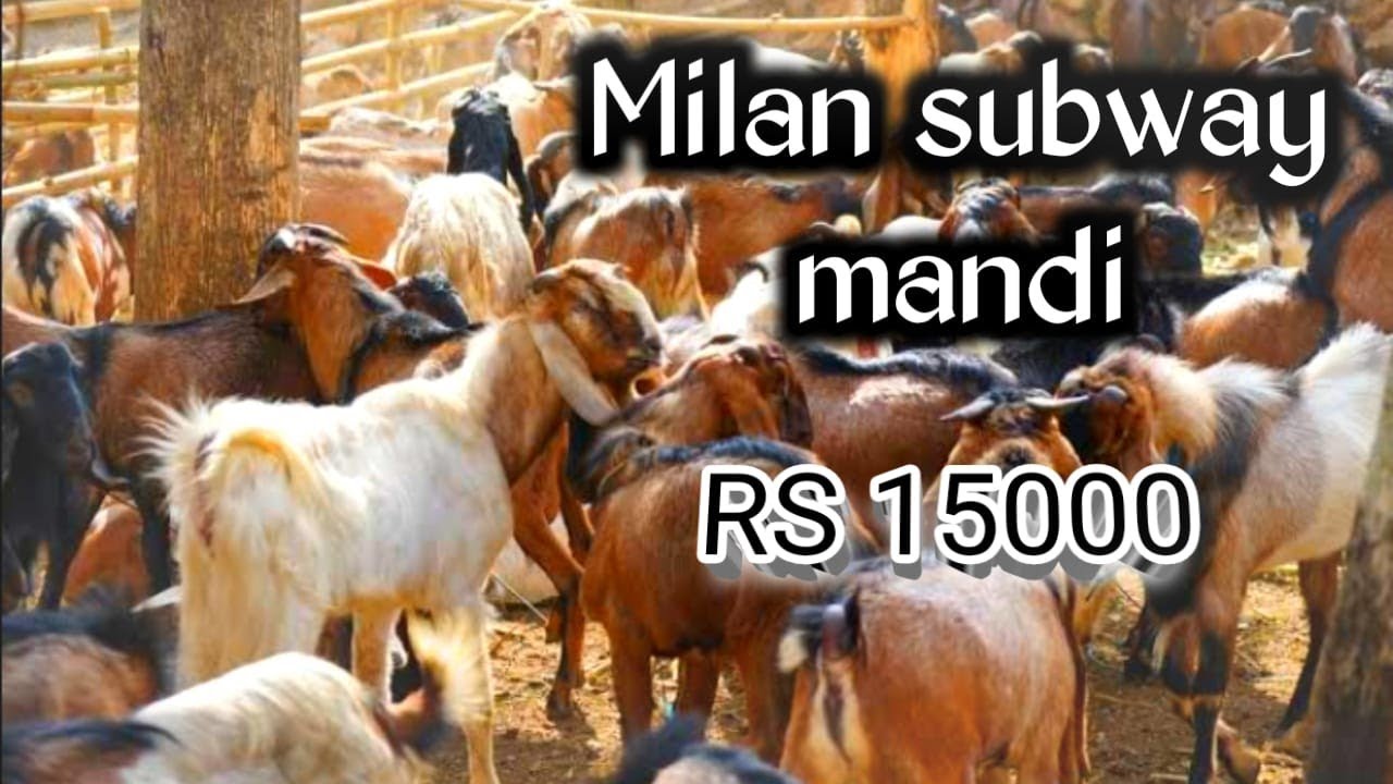 Live updates 17th July Bakra Mandi Near me || Milan Subway|| Valentine ...