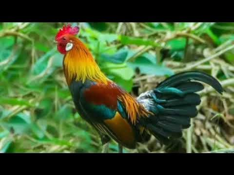 Qaib qus qua dib tuaj zoo heev - YouTube