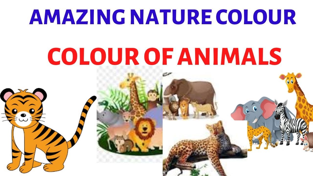 Nature animals|| Amazing Nature Animals Colours|| Primary Art Lesson ...