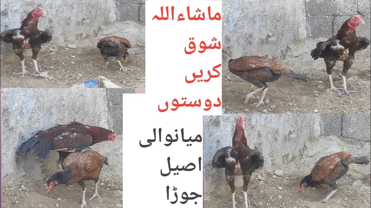 mianwali aseel pair|young aseel start pair with lakha murgha||rooster ...
