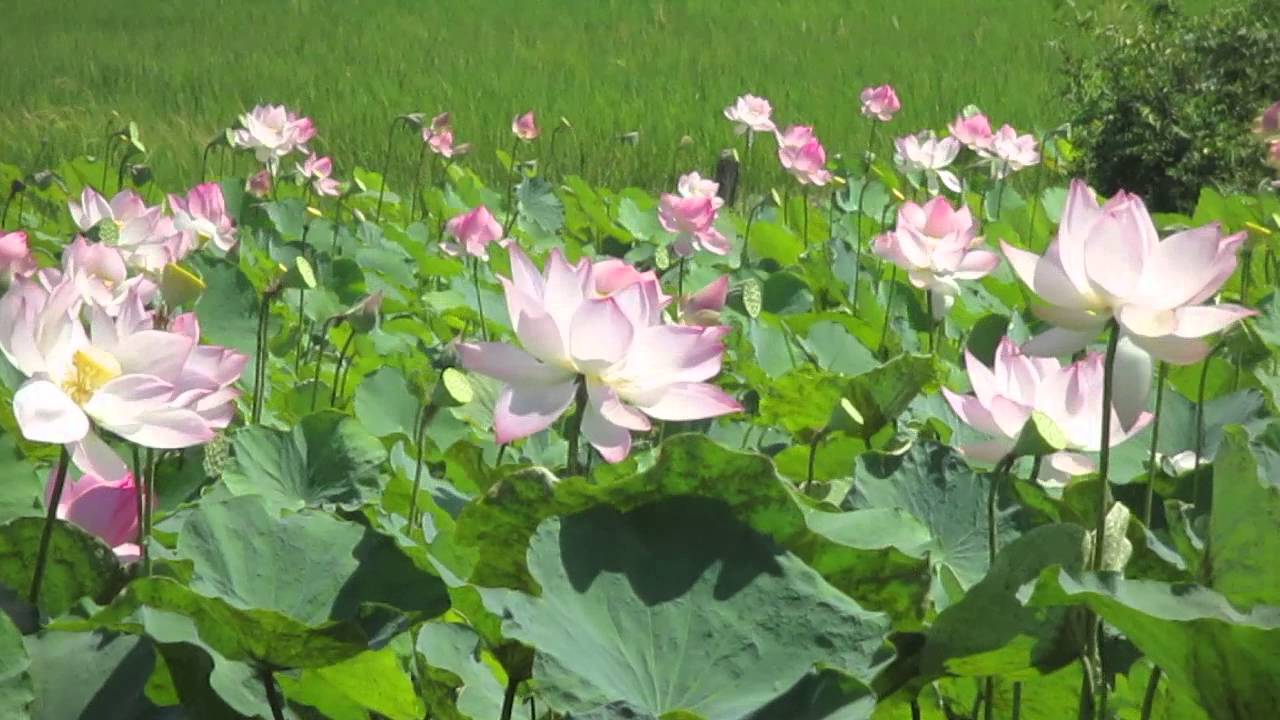 Amazing Lotus Flowers in Field - YouTube
