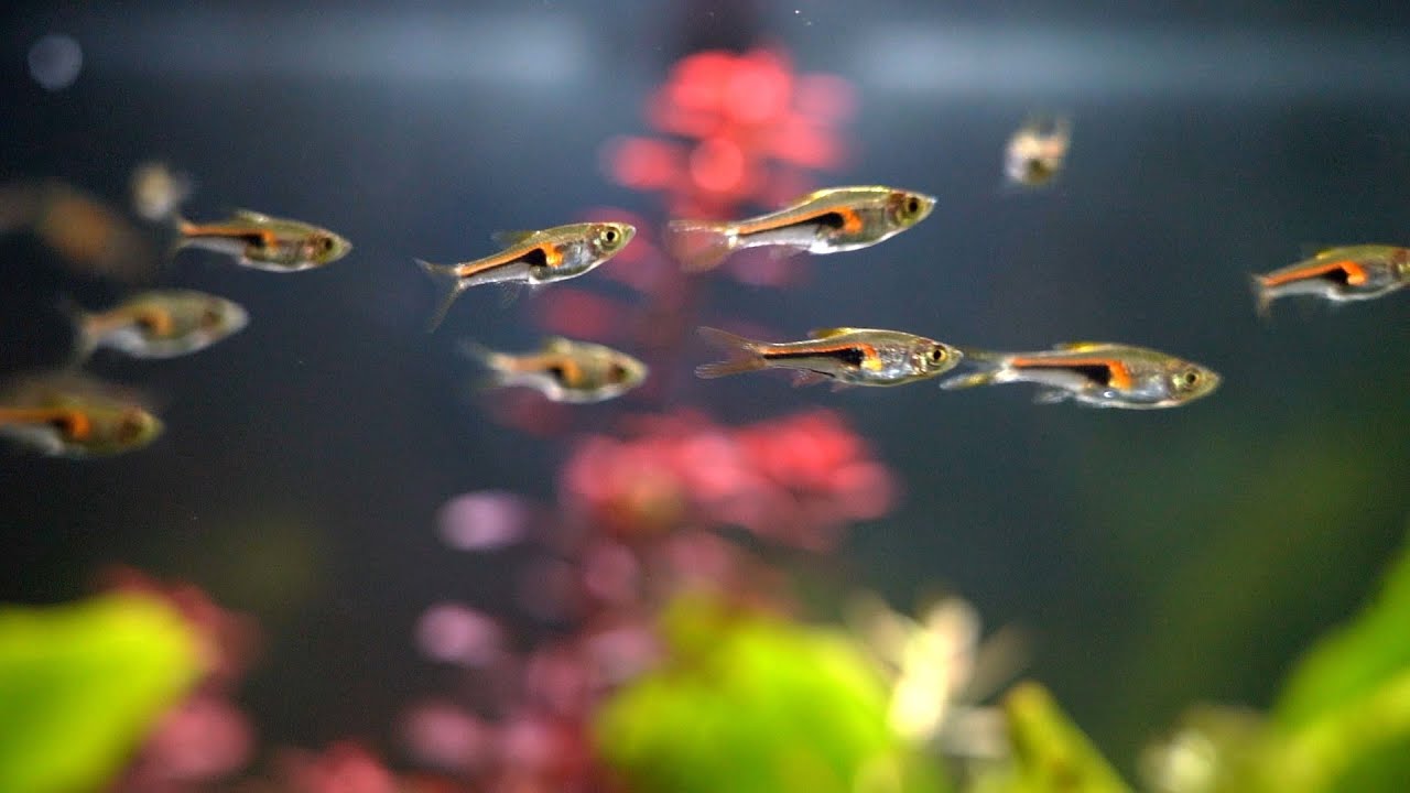 Rasbora Hengeli and Rasbora Espei (glowlight rasbora) - YouTube