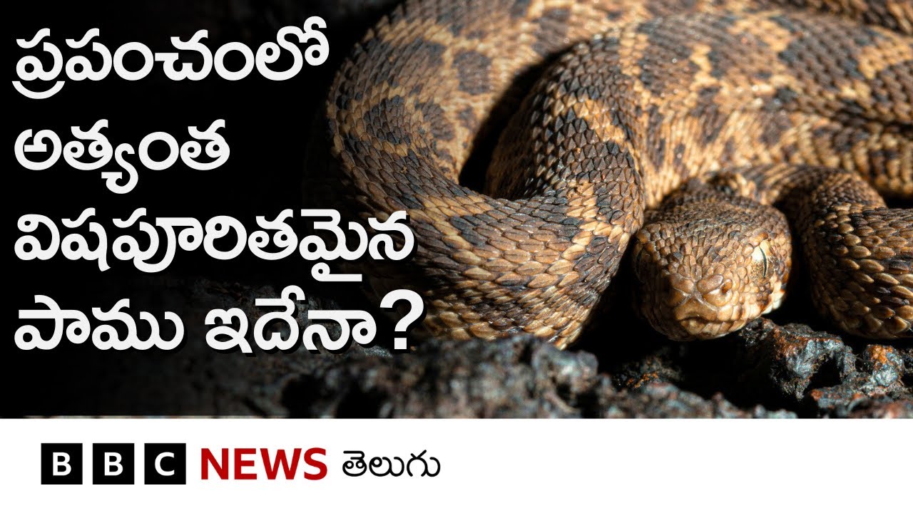 Snakes: ప్రపంచంలో అత్యంత విషపూరితమైన పాము ఎక్కడుంది? Indiaలో ఎన్ని రకాల ...
