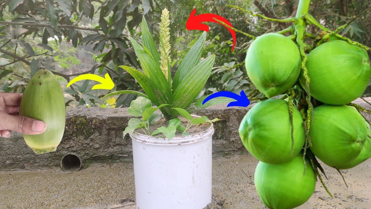 Creative method How to grow coconut tree from coconut fruits Only 2 ...