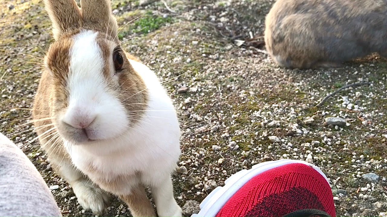 Rabbit: "Hey human, I have something to say to you." - YouTube