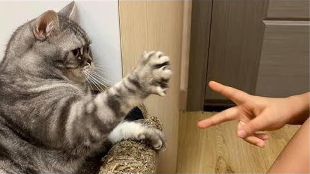 The Most Hilarious & Adorable Pet Reactions 2025 | 😂🐶🐱 You Laugh You ...