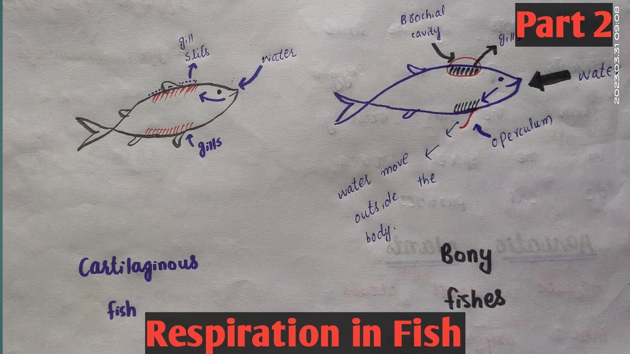 Respiration in fish ||Part 2||Class 11||Chapter 13||easy discussion ...