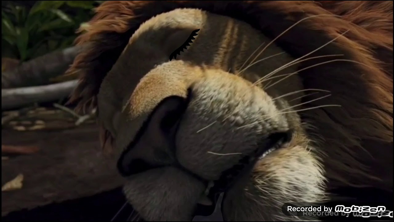 The Wild (ASMR) - Samson the Lion Snoring so Loud - YouTube