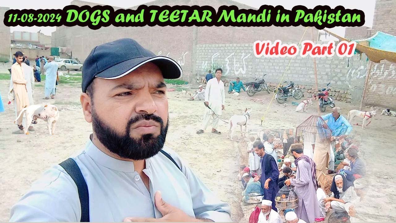 Episode 05 Birds and Dogs Mandi in Pakistan 2024 | video part 01 ...
