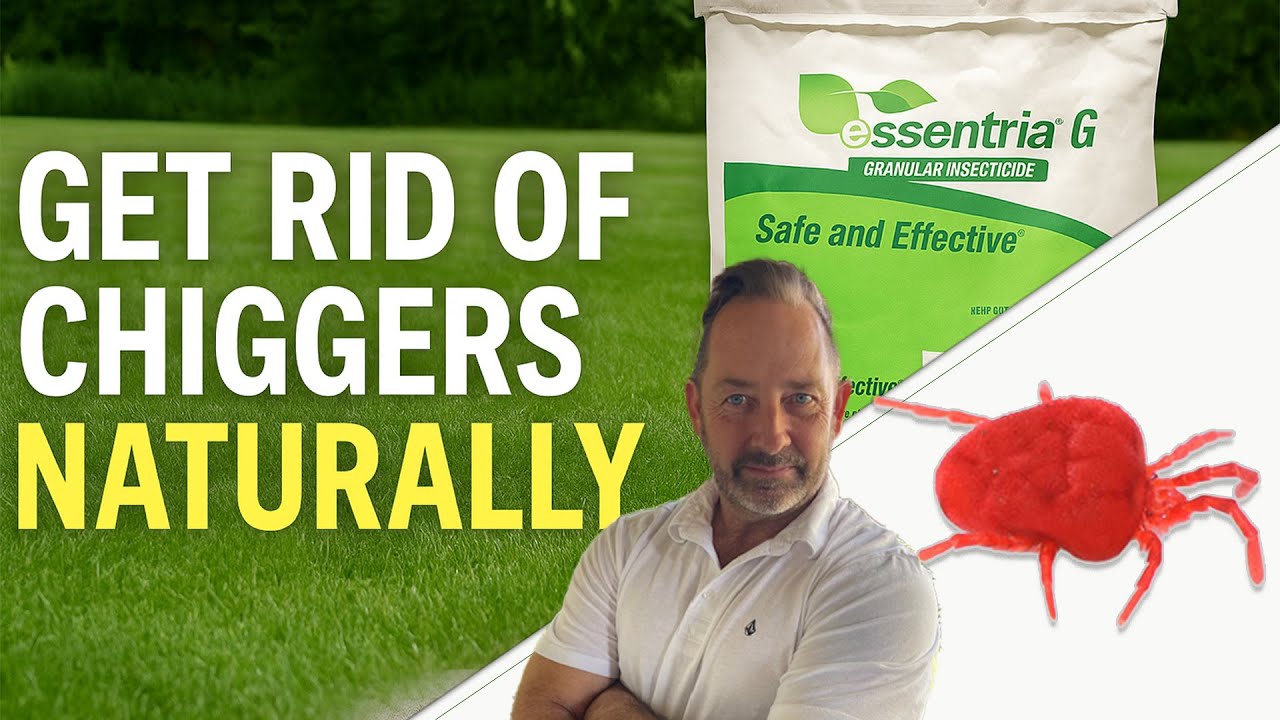 Get Rid of Chiggers NATURALLY | How to Use Essentria G (Pro Outdoor ...