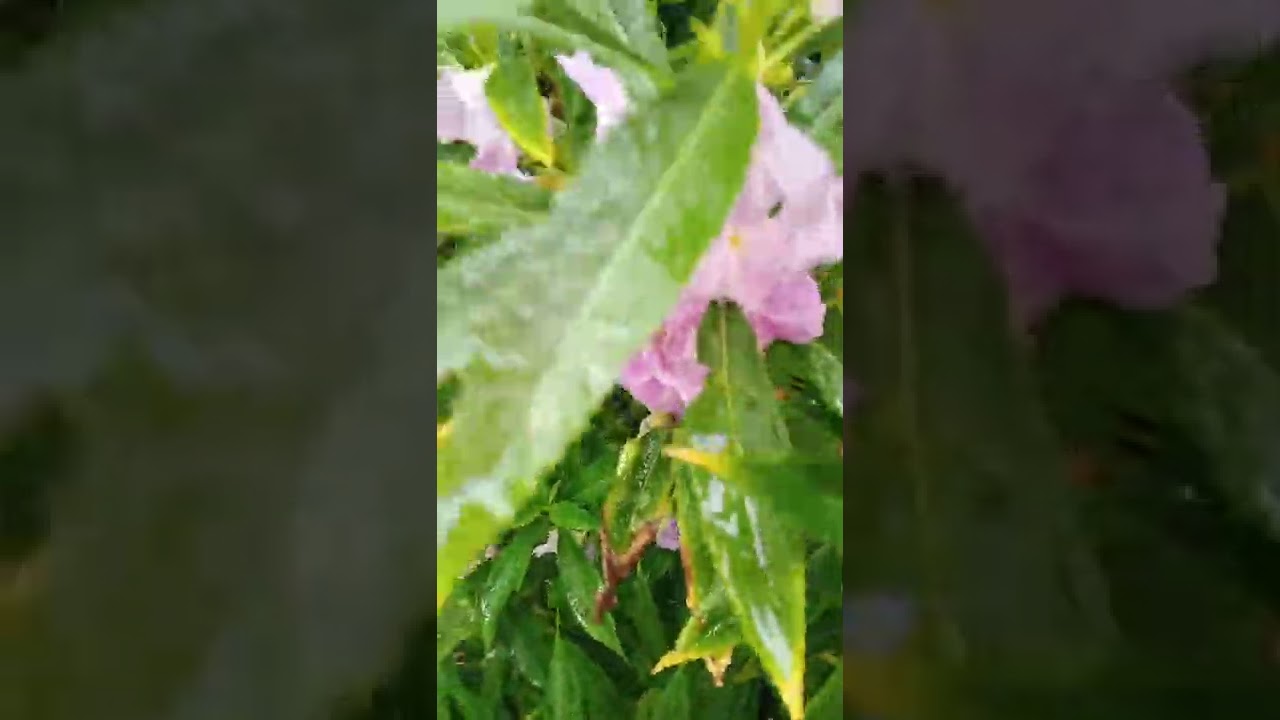 kamantigue - YouTube