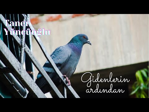 Gidenlerin Ardından | Taner Yüncüoğlu