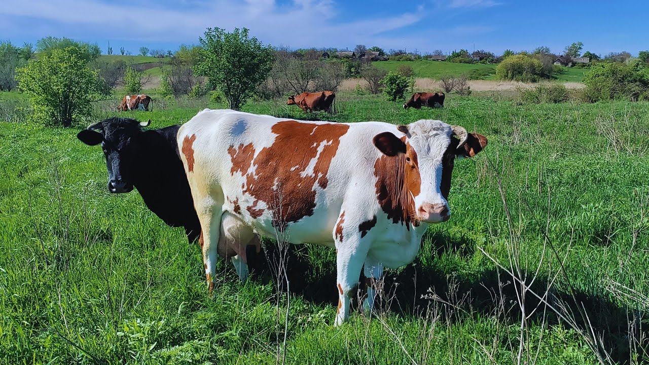 Hilarious Cow Encounter: Watch These Excited Cows Welcome New Visitors ...