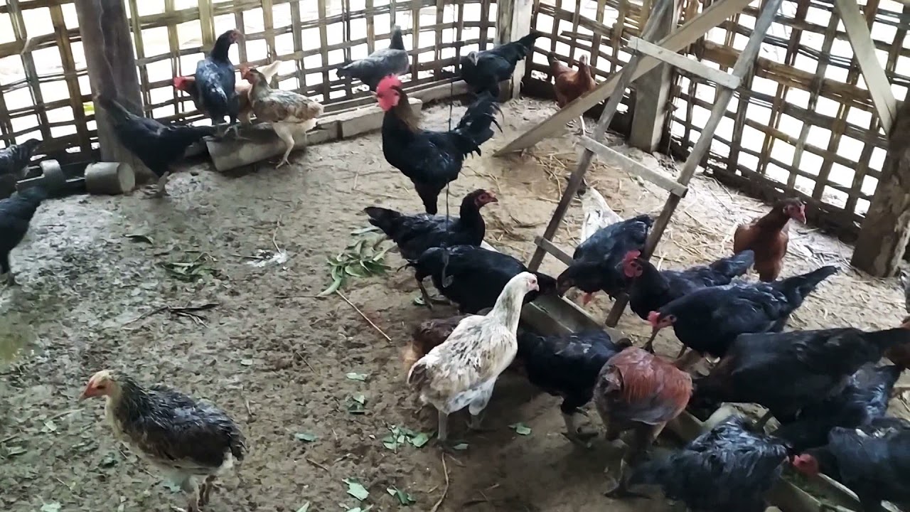 myanmar chicken - YouTube