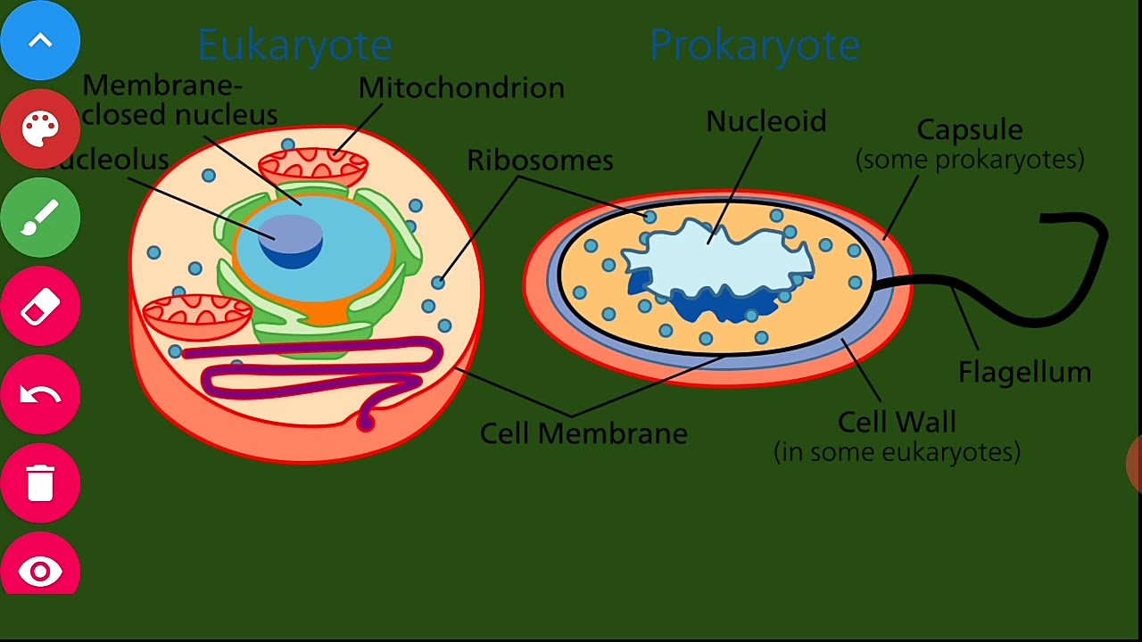 The Fundamental Unit Of Life- Cell Part 6 Difference between ...