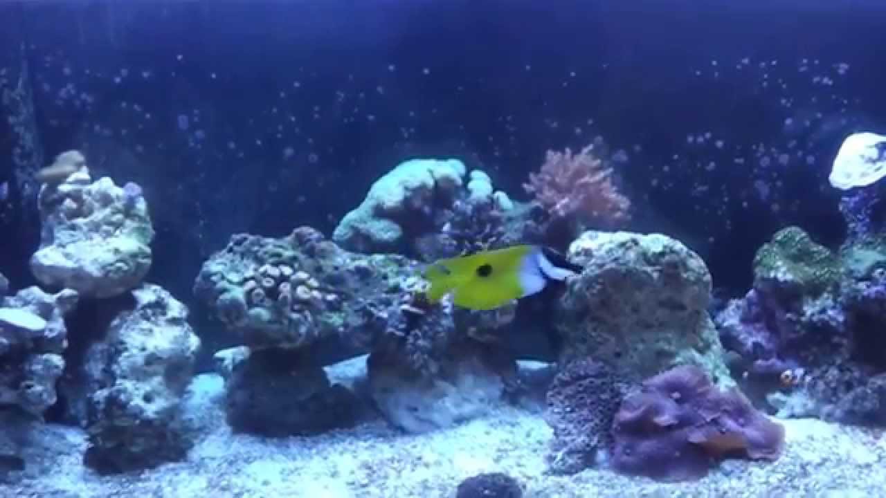 New fish! update video - YouTube