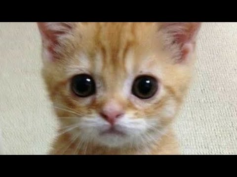 bfdi r34 [AUDIOVISUAL] - YouTube