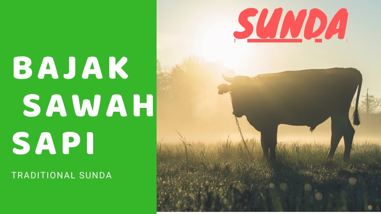 bajak sawah sunda dengan sapi - YouTube