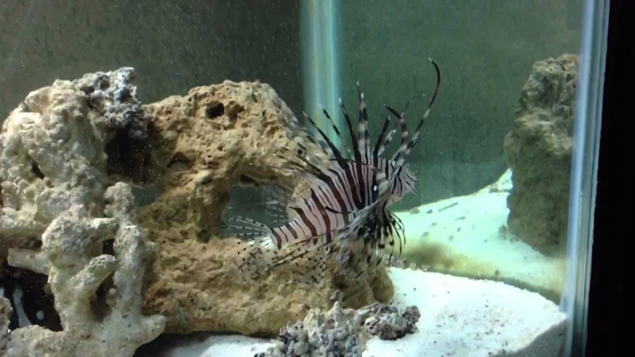 Lola my lion fish - YouTube
