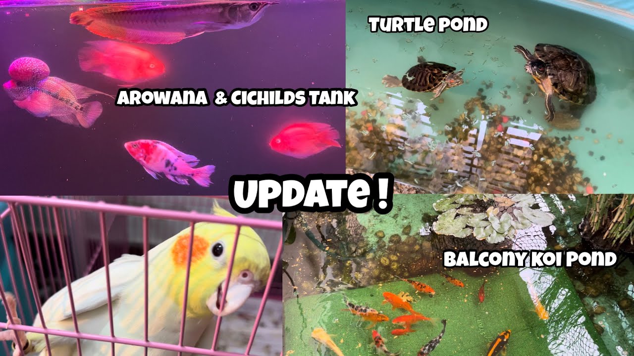 Silver Arowana not eating food! | Turtle Pond | Monster Fish Tank ...