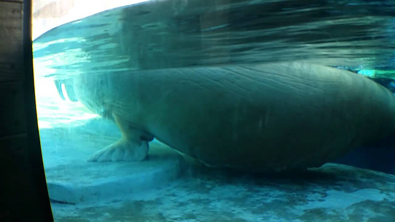 Walrus seaworld 2015 - YouTube