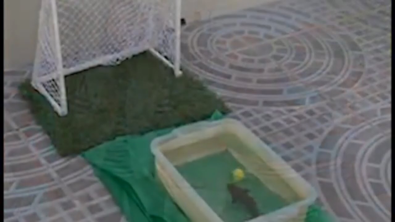 देखिये कैसे मछली खेल रही है फुटबॉल | Fish Which plays Football & Scores ...