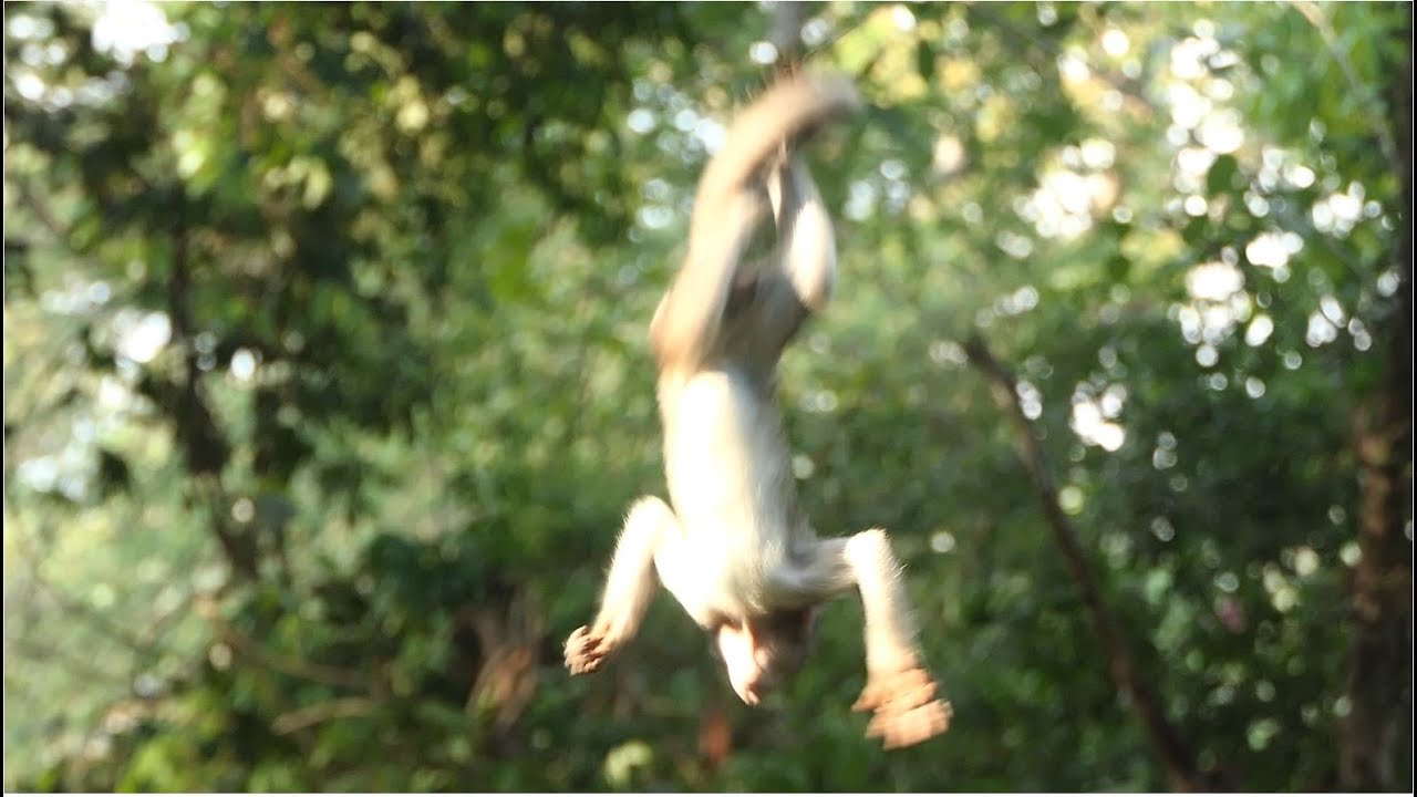 Which Baby Monkey Drop Down From The Tree? Wonder How Those Baby ...