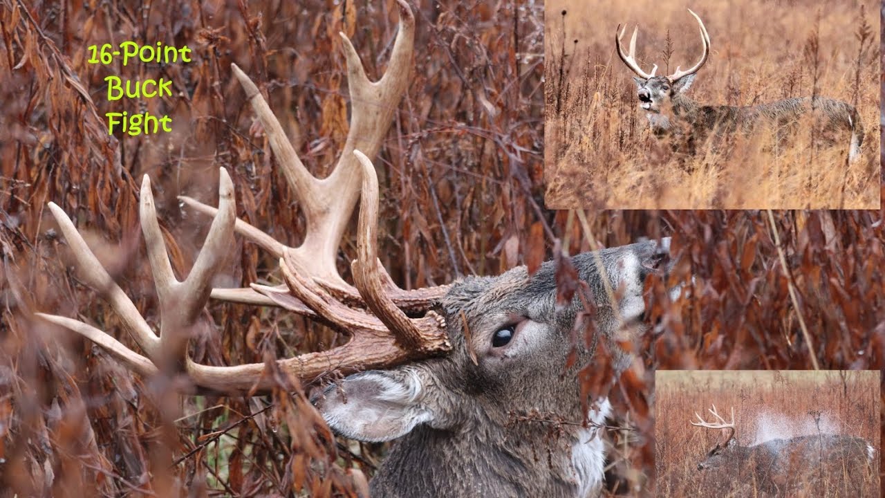 World Class 16-Point Buck Roars in Defiance as He Loses a Fight in the ...