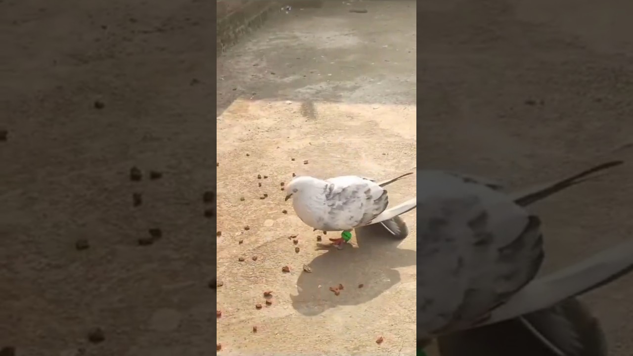 Kabootar Ka Jeevan | Pigeon Life Cycle Explained" ||🤯🕊👈 - YouTube