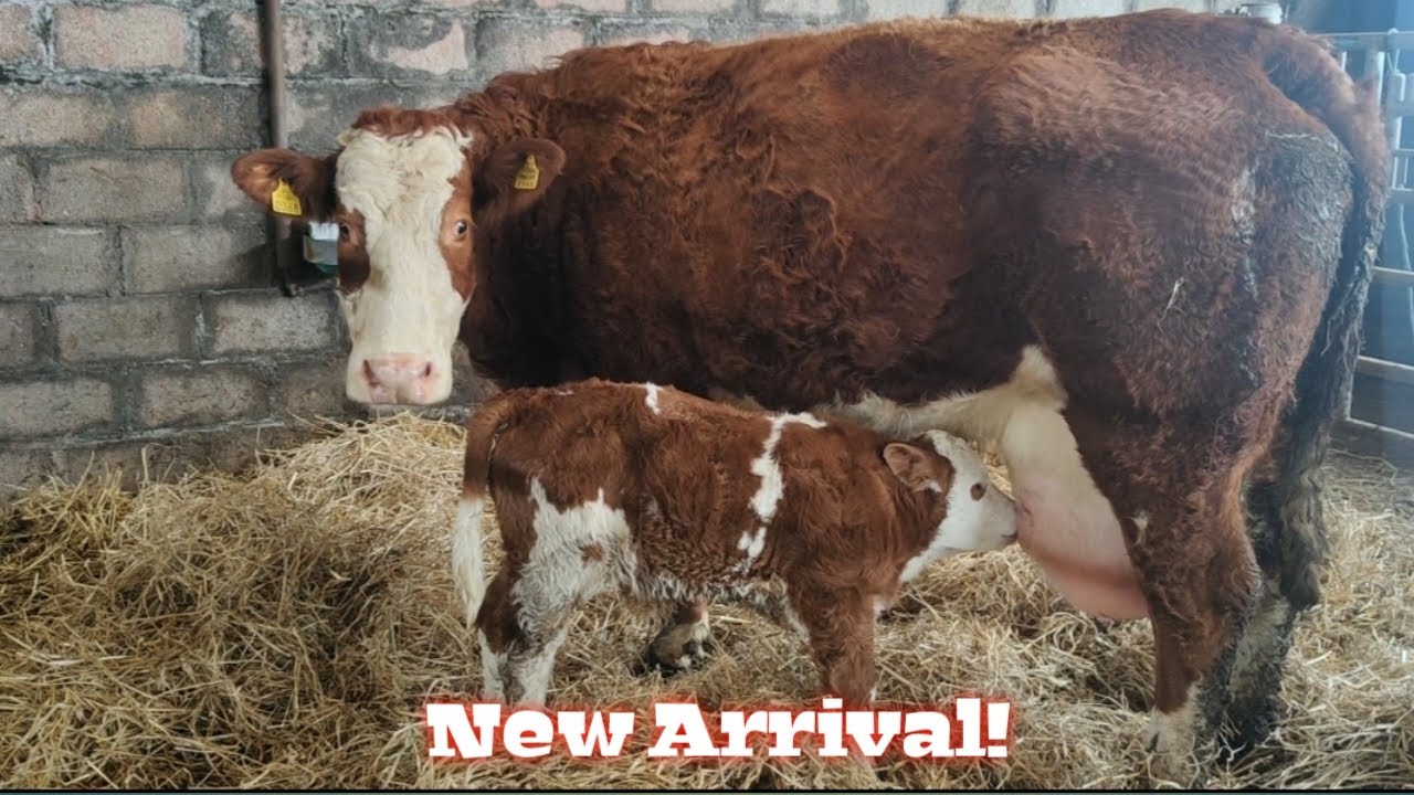 THE FIRST CALF HAS ARRIVED. RINGING TAGGING & DEHORNING - YouTube