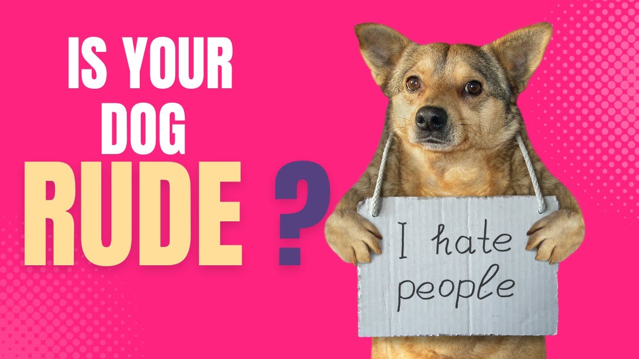 Is Your Dog "RUDE"? - YouTube