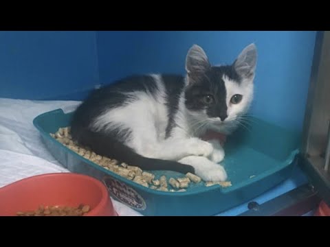 Покалеченные котики. Crippled cats. - YouTube