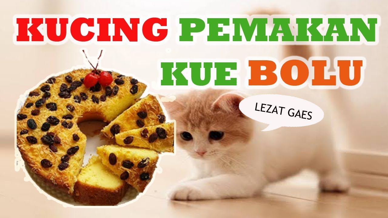 kucing makan kue bolu || kucing makan kue cake - YouTube