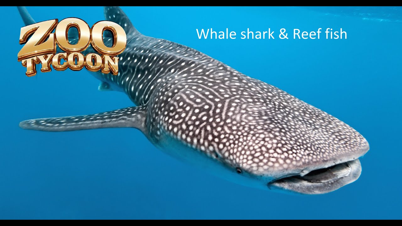 ZOO TYCOON 2 Whale shark & reef fish - YouTube