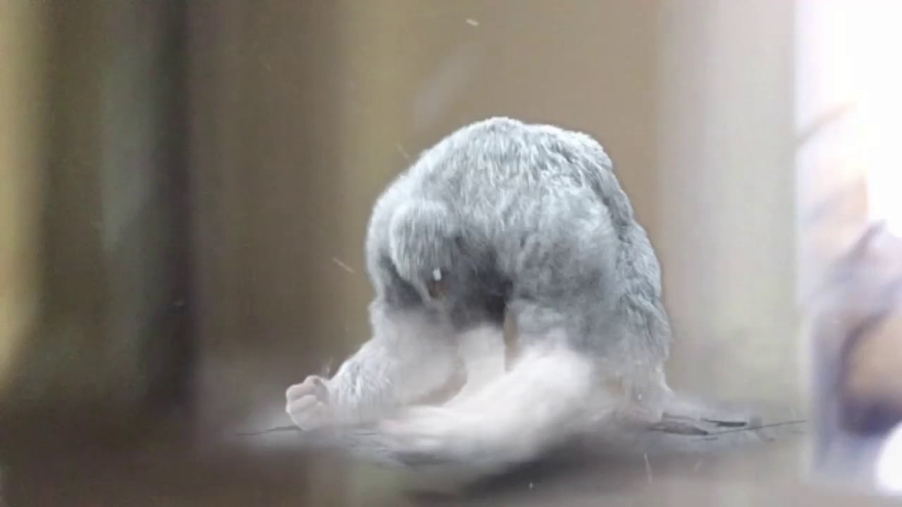 Yeti Caught On Video - YouTube