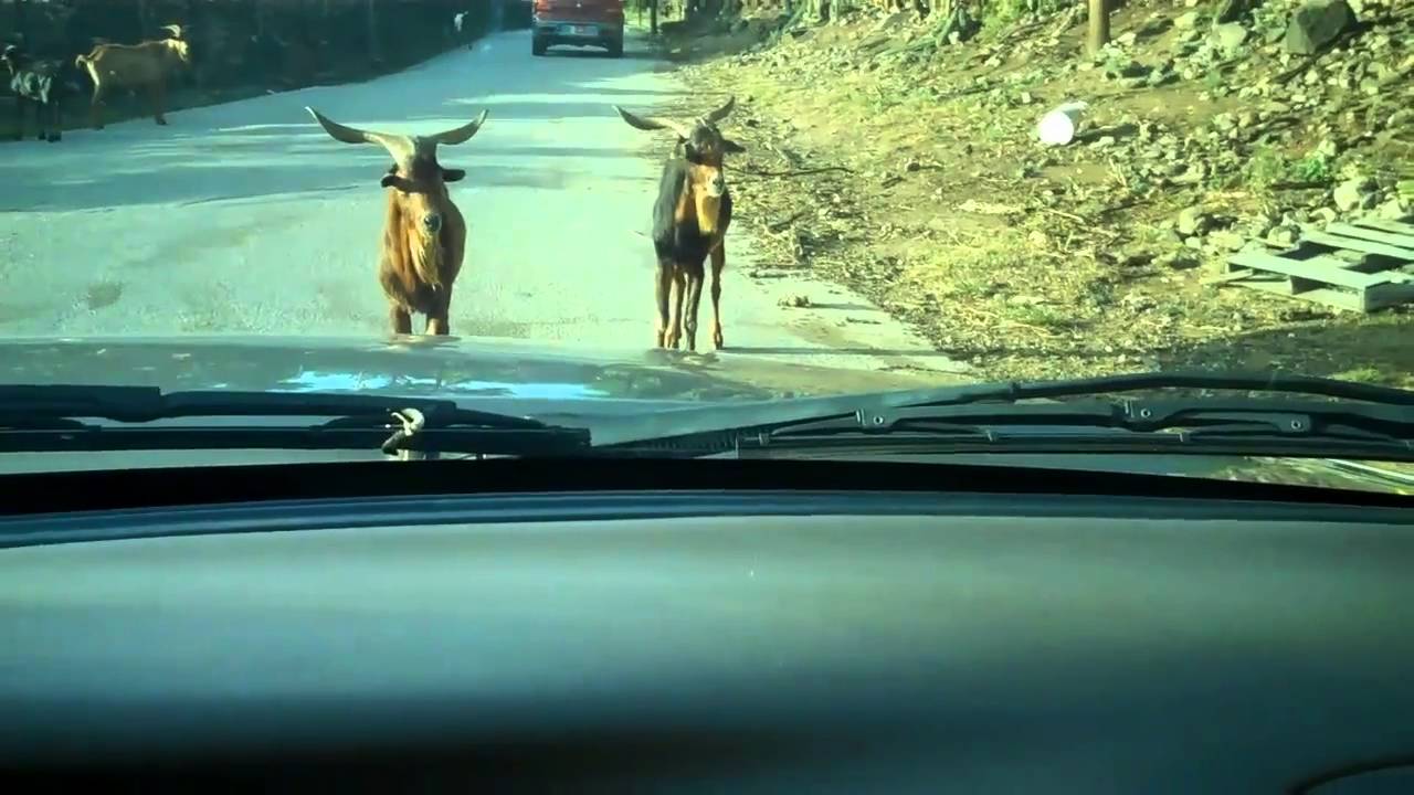 Goats in Aruba - YouTube