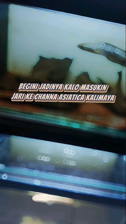 Rela masukin tangan ke channa ini gess‼️ - YouTube