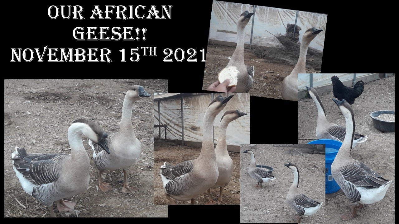 Our Geese Adventure: 2021 Recap: Our Geese Honkey & Dorie! - YouTube