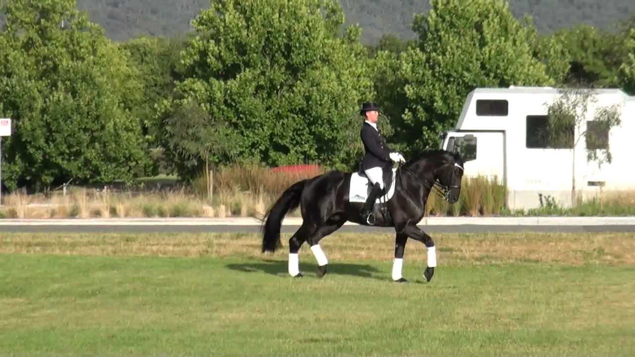 Warmblood Dressage Stallion First Kiss - YouTube
