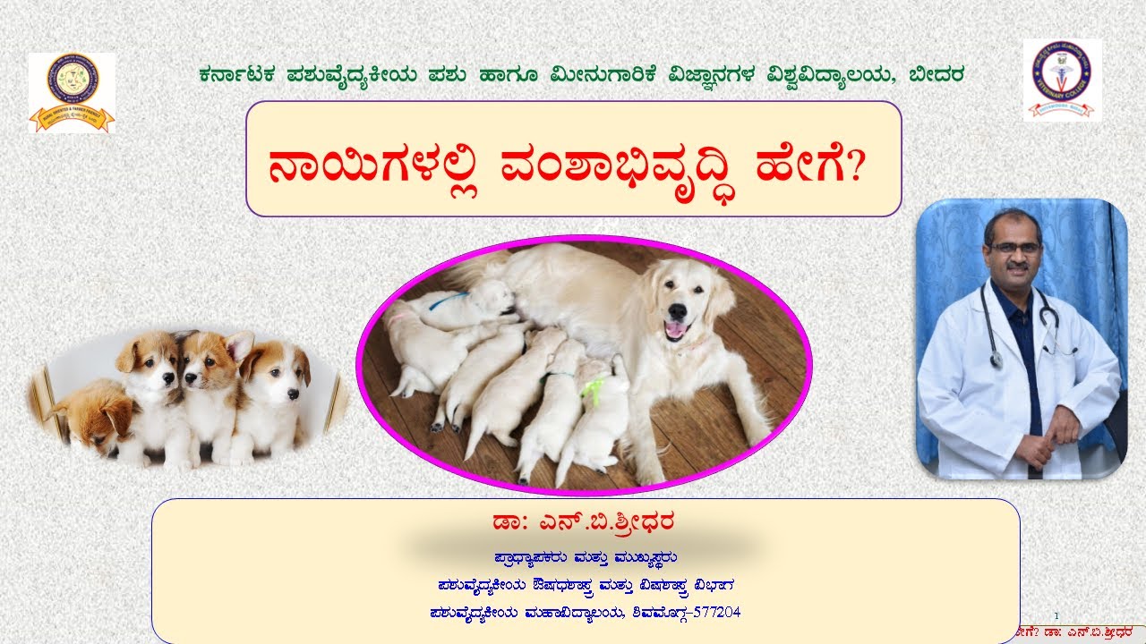 DOG BREEDING TIPS IN KANNADA ನಾಯಿಯ ವಂಶಾಭಿವೃದ್ಧಿಯ ಬಗ್ಗೆ ಮಾಹಿತಿ ಡಾ: ಎನ್ ...