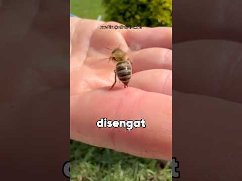 Jika Kamu Disengat Lebah, Cepat Lakukan Ini ‼️😱