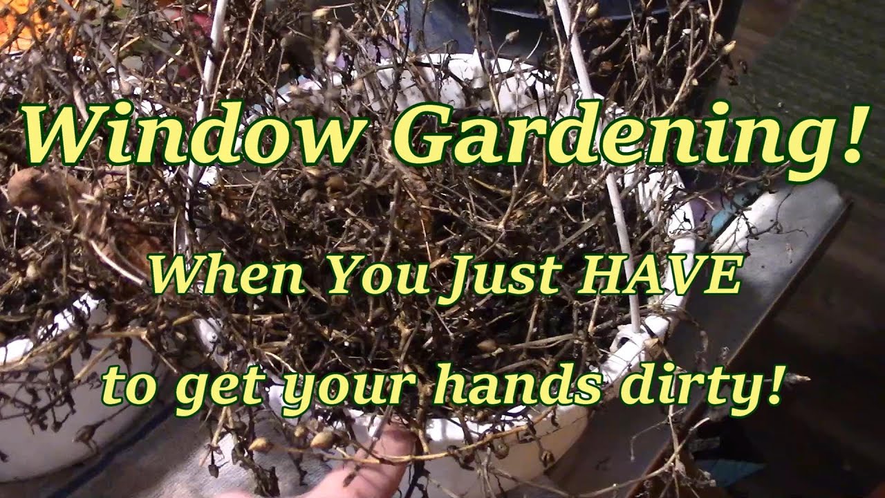 Working on My Window Garden - YouTube