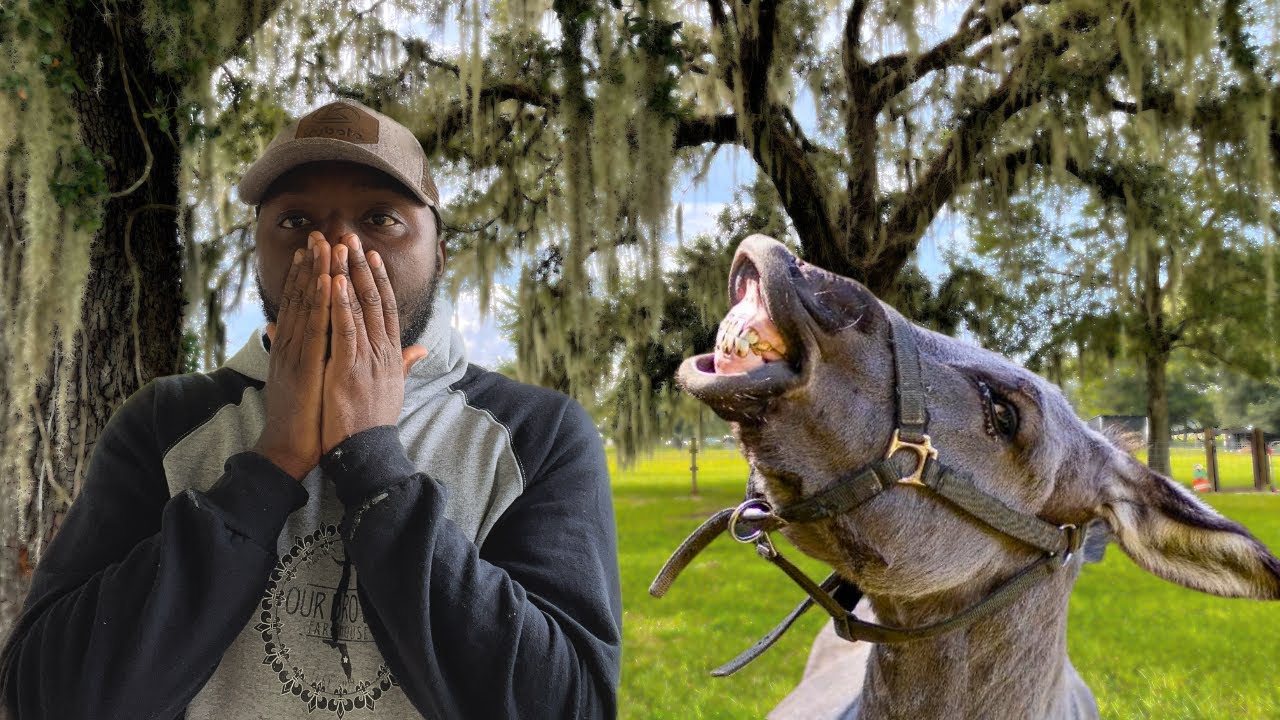 Our Donkey ATTACKED Our Heifer Calf - YouTube