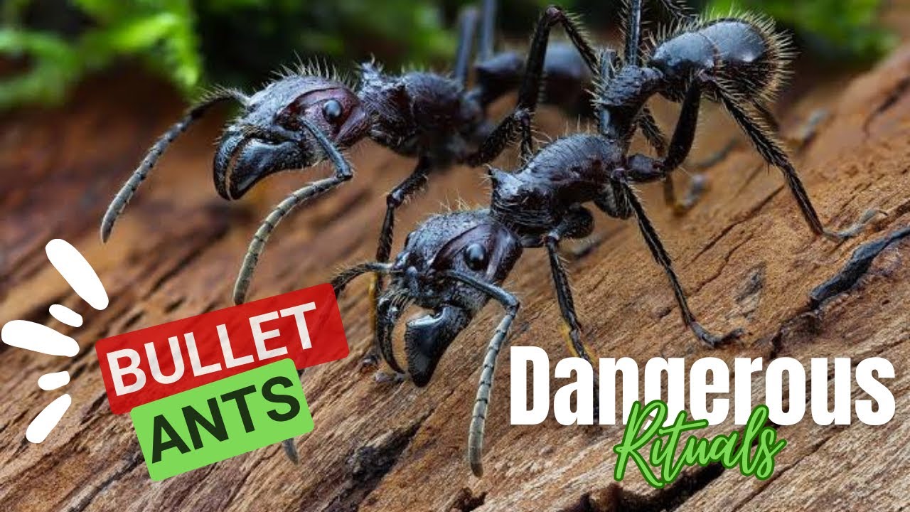 This Ritual is so Painful | Bullet Ants in Amazon Forest Tribes - YouTube
